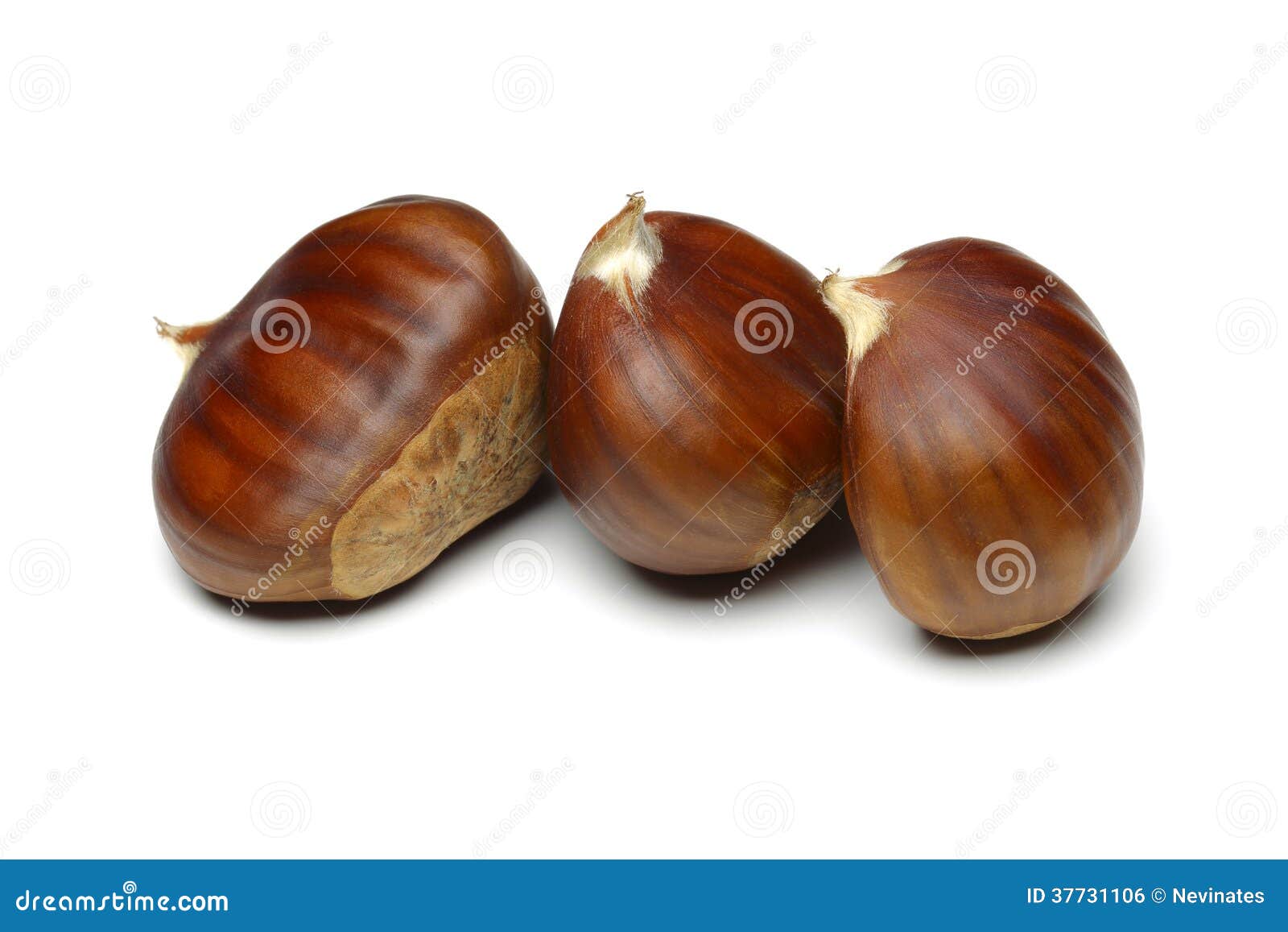Castagna fotografia stock. Immagine di sano, marrone - 37731106