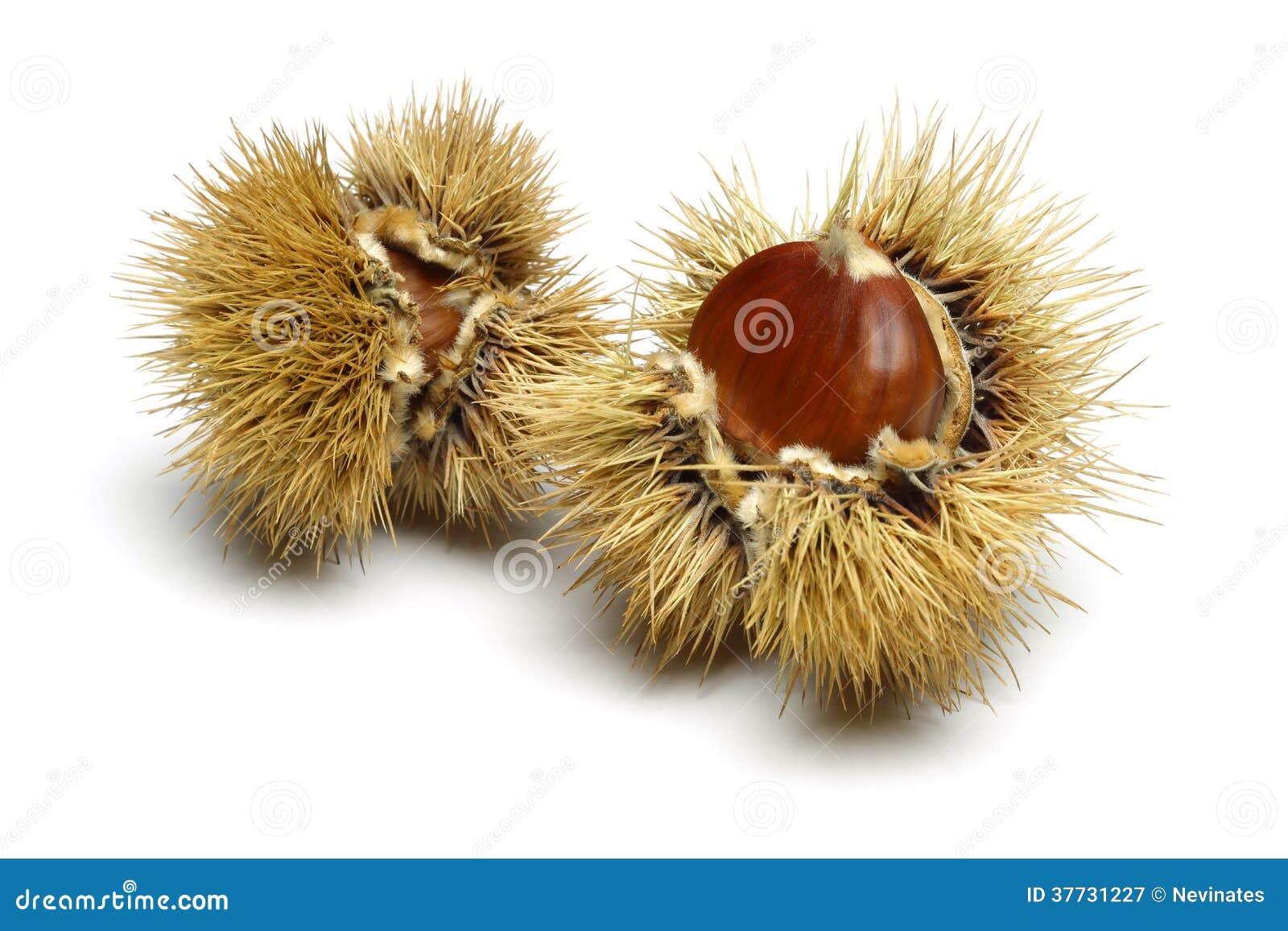 Castagna immagine stock. Immagine di marrone, guscio - 37731227
