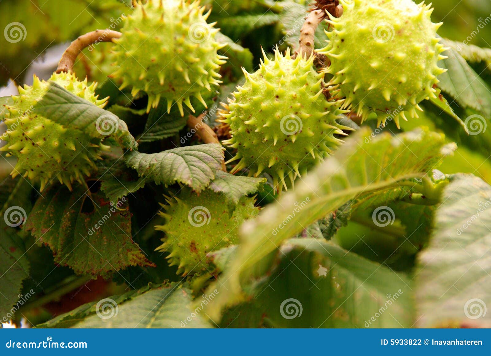 Castagna fotografia stock. Immagine di stagionale, gusci - 5933822