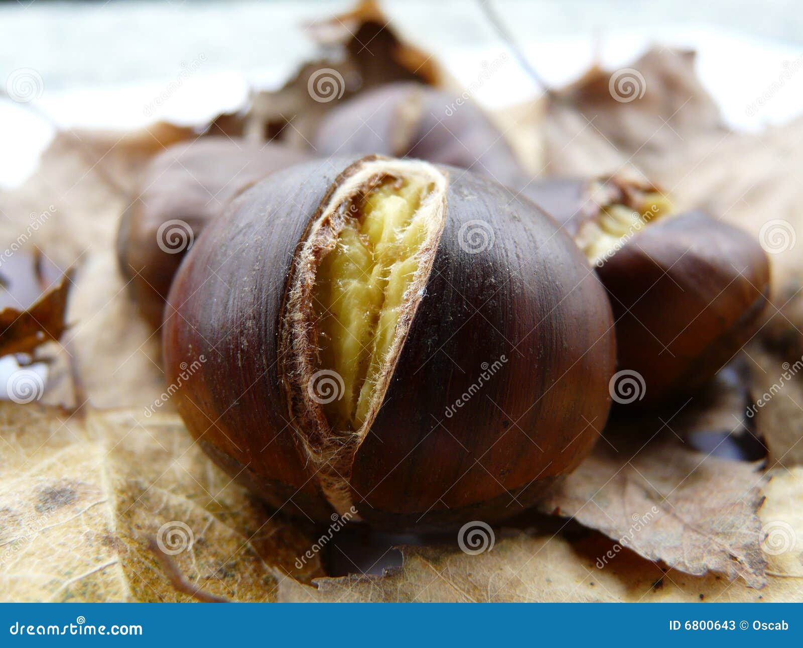 Castagna immagine stock. Immagine di frutta, secco, alimento - 6800643