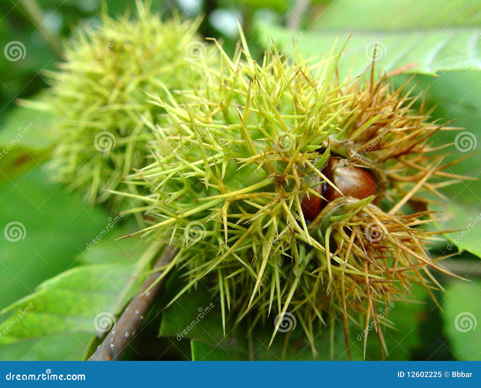 Castagna nell'albero immagine stock. Immagine di frutta - 12602225