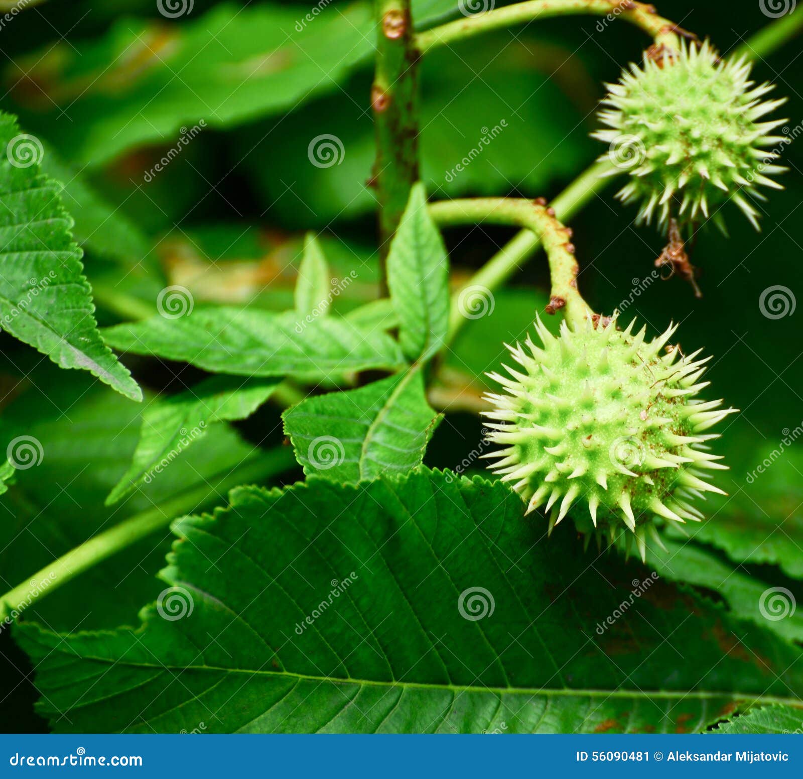 Castagna sull'albero immagine stock. Immagine di sano - 56090481