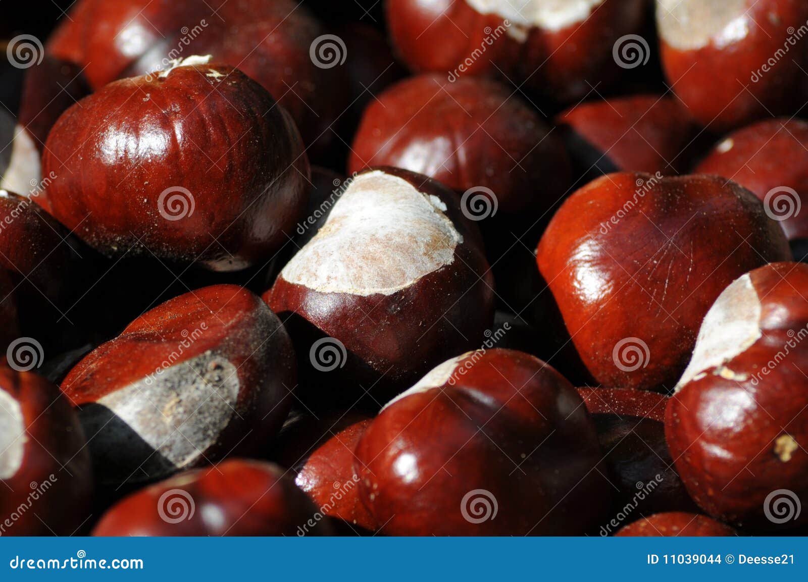 Castagne fotografia stock. Immagine di castagne, nave - 11039044