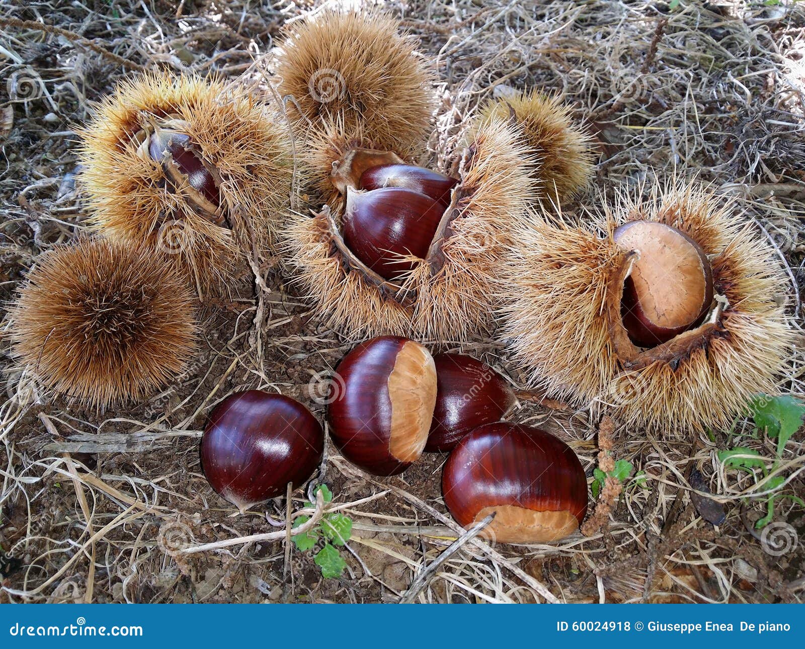 Castagne stock foto. Image of kastanjes, vrucht, herfst - 60024918