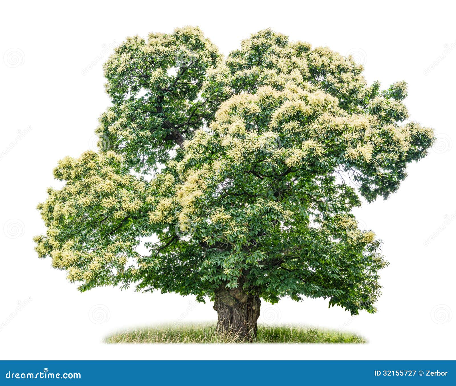 Castagno isolato immagine stock. Immagine di foresta - 32155727