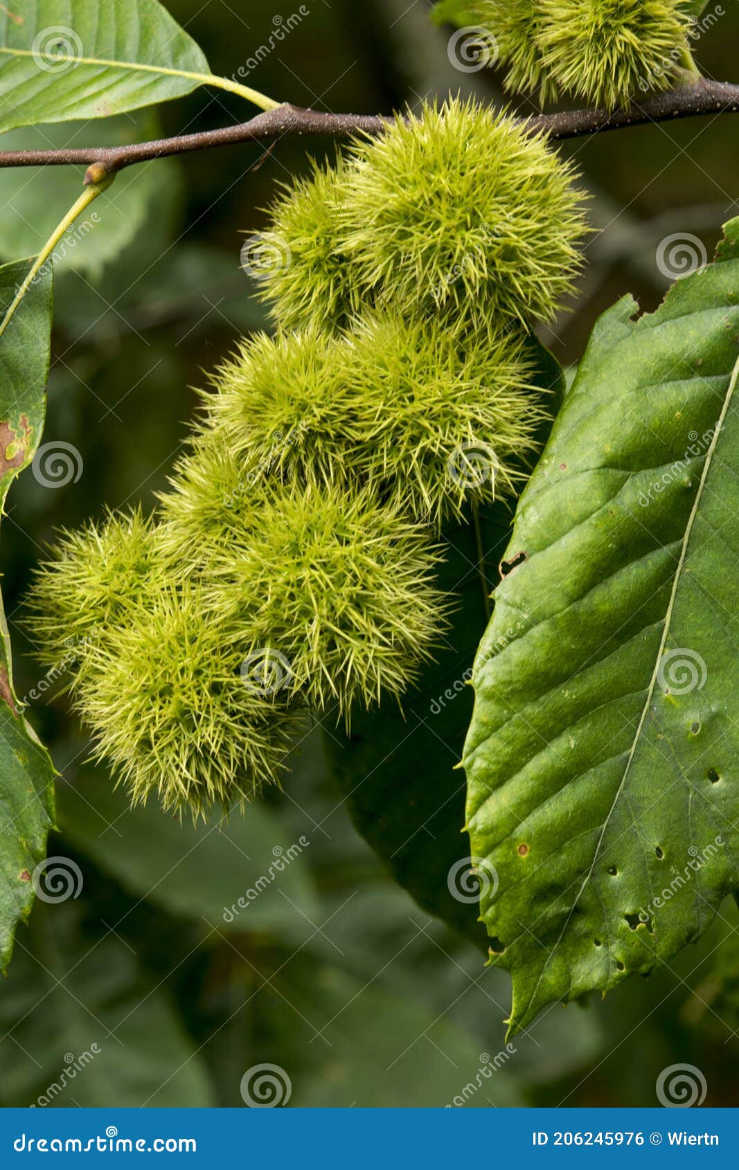 Fruits of the Tree Castanea Pumila Stock Photo - Image of belmonte ...