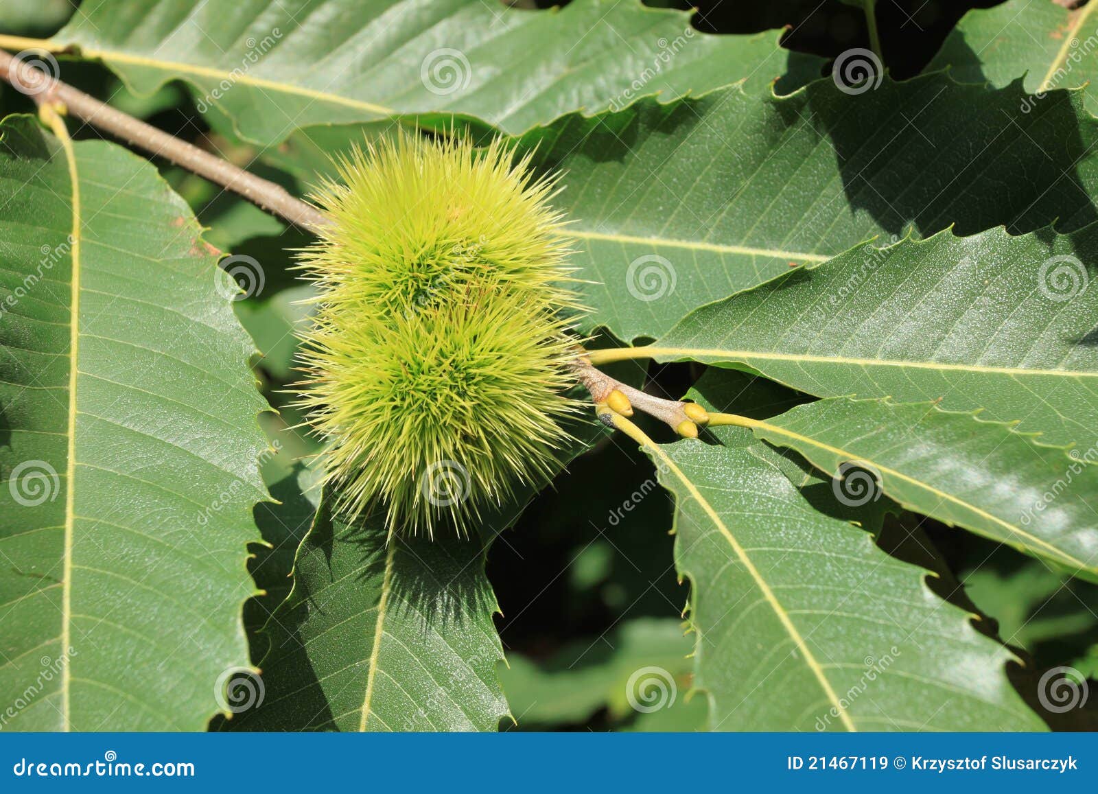 Castanea Sativa Ripening Fruits In Spiny Cupules, Edible Hidden Seed ...