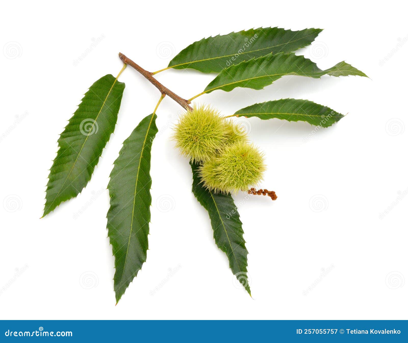 Castanea Sativa, or Sweet Chestnut Fruit. Isolated on White Background ...