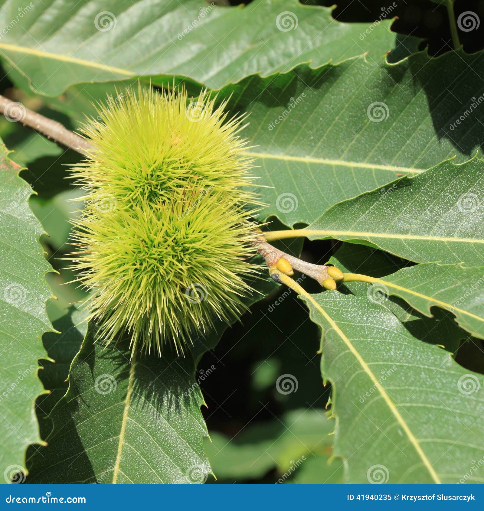 Castanea sativa stock image. Image of fruit, chestnut - 41940235