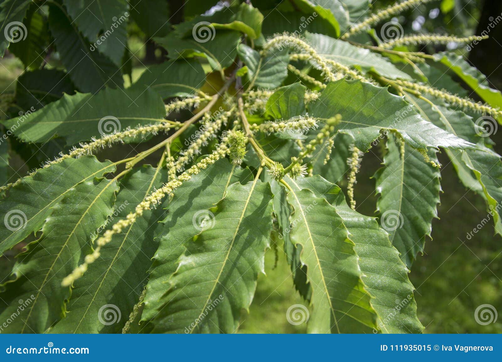 Castanea Sativa Tree Branches in Bloom Stock Image - Image of botany ...