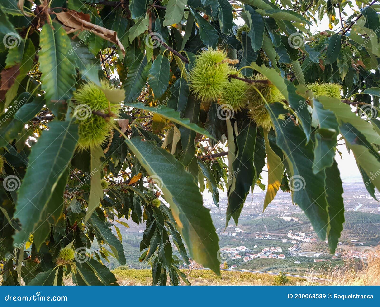 Castanea Sativa Tree with Fruit Stock Image - Image of chestnut ...