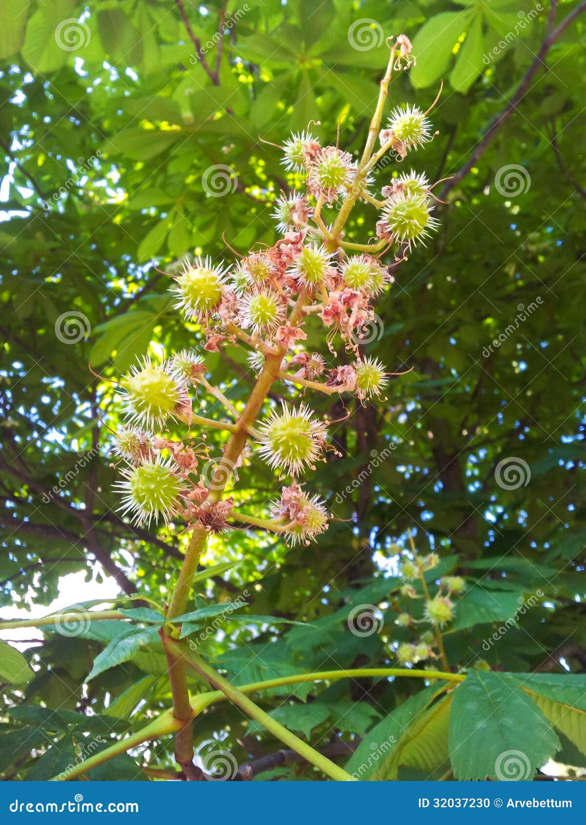 Castanea on tree stock photo. Image of sativa, specie - 32037230
