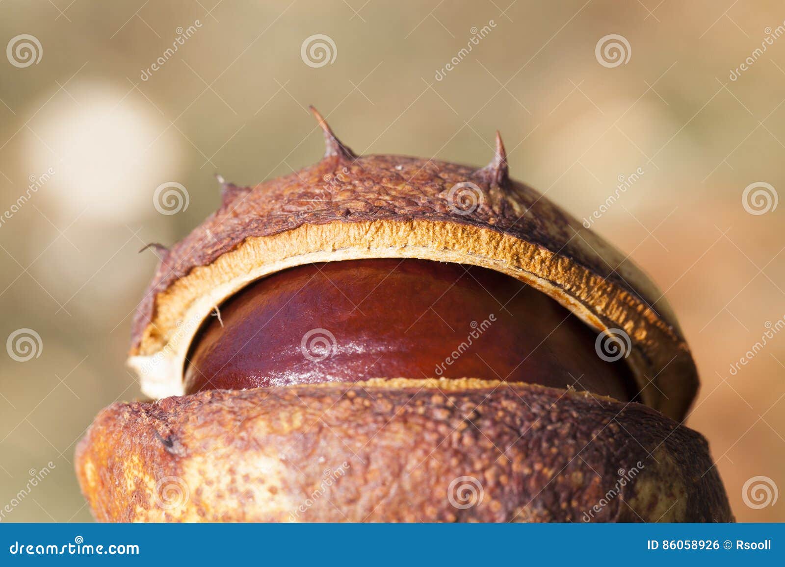 Castanha Do Fruto Fotos De Stock - Baixe 1,034 Fotos Royalty Free