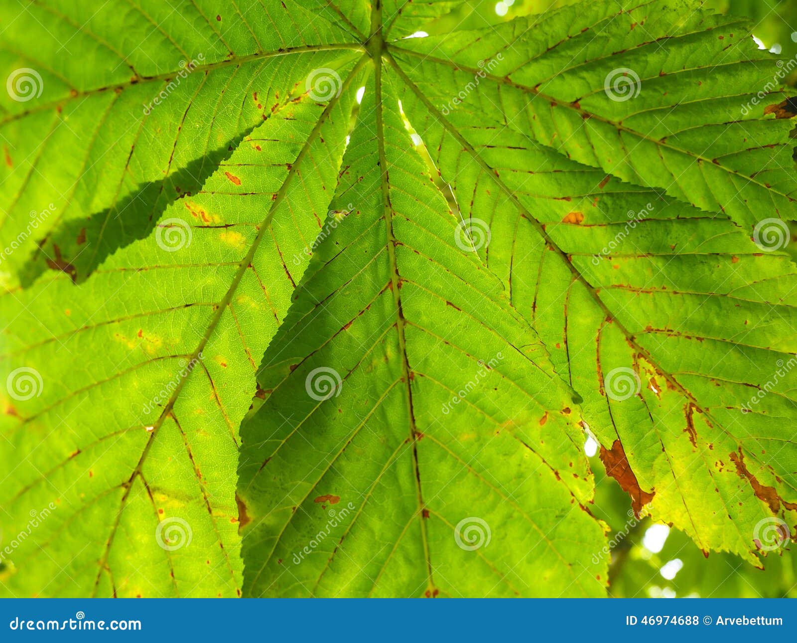 Castania Leaf at Closeup Outdoors in Daylight Stock Photo - Image of ...