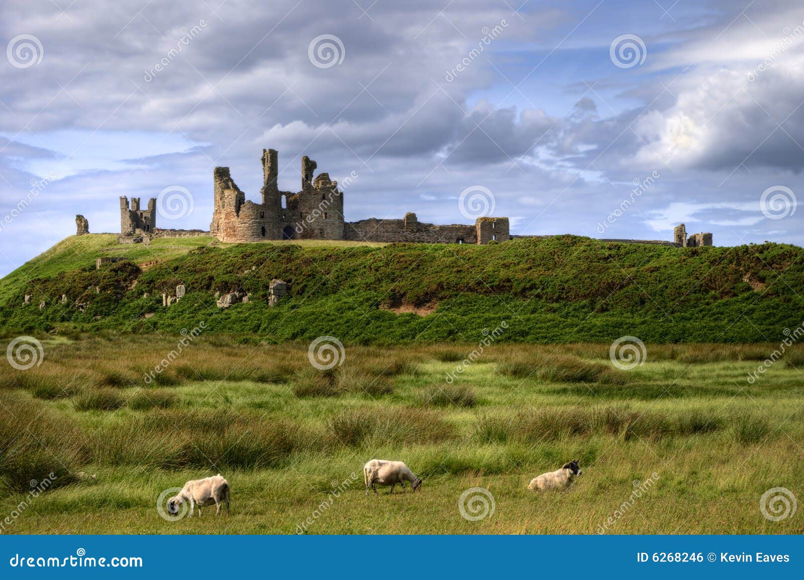 Castelo De Dunstanburgh E Carneiros Da Pastagem Foto de Stock - Imagem ...