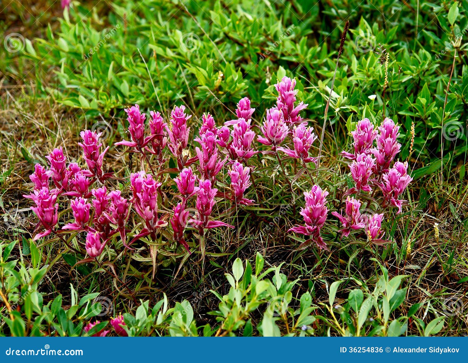 Castillo Flowers in the Tundra. Stock Photo - Image of oxeye, brown ...