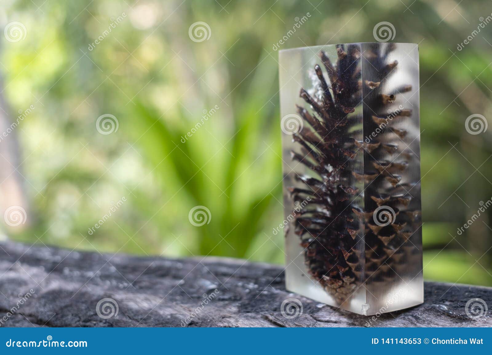 Casting Epoxy Resin Stabilizing Pine Cone Stock Image - Image of cone ...