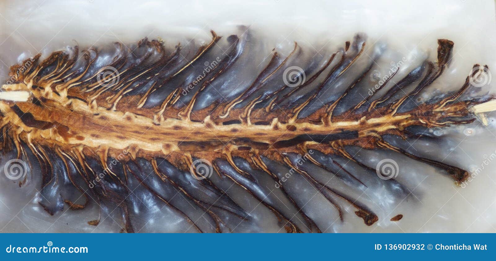 Casting Epoxy Resin Stabilizing Pine Cone White Abstract Art Background ...
