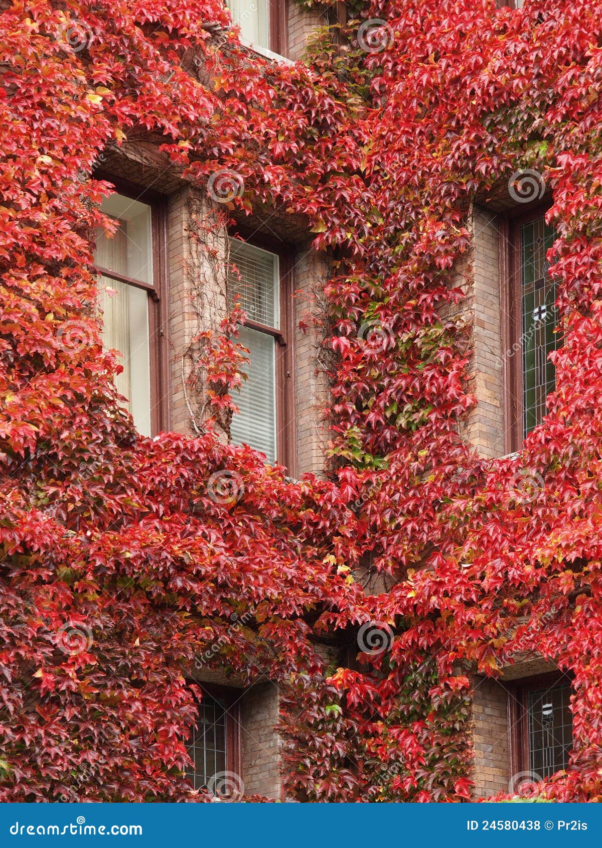 Castle Covered with English Ivy Stock Photo - Image of architecture ...