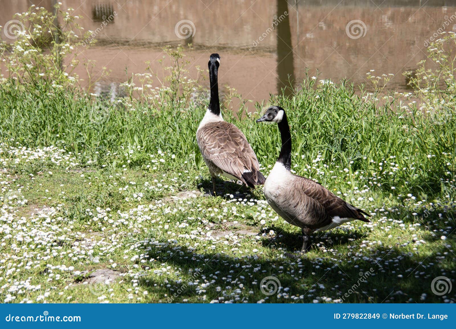 Castle Gracht stock image. Image of bushes, impressive - 279822849