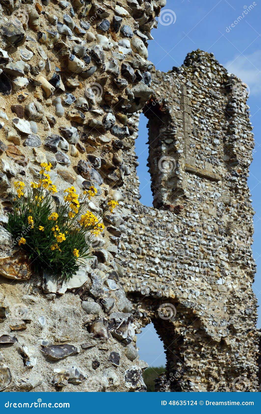 Castle Ruins in Bloom stock photo. Image of ruins, monastery - 48635124