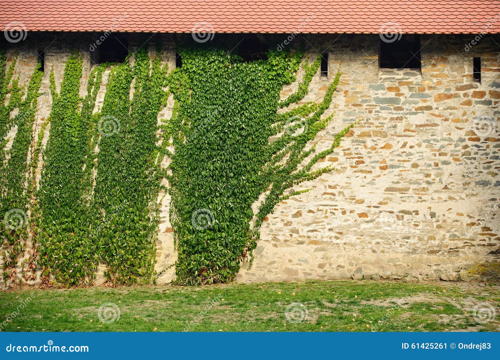 Castle wall with ivy stock image. Image of stone, castle - 61425261