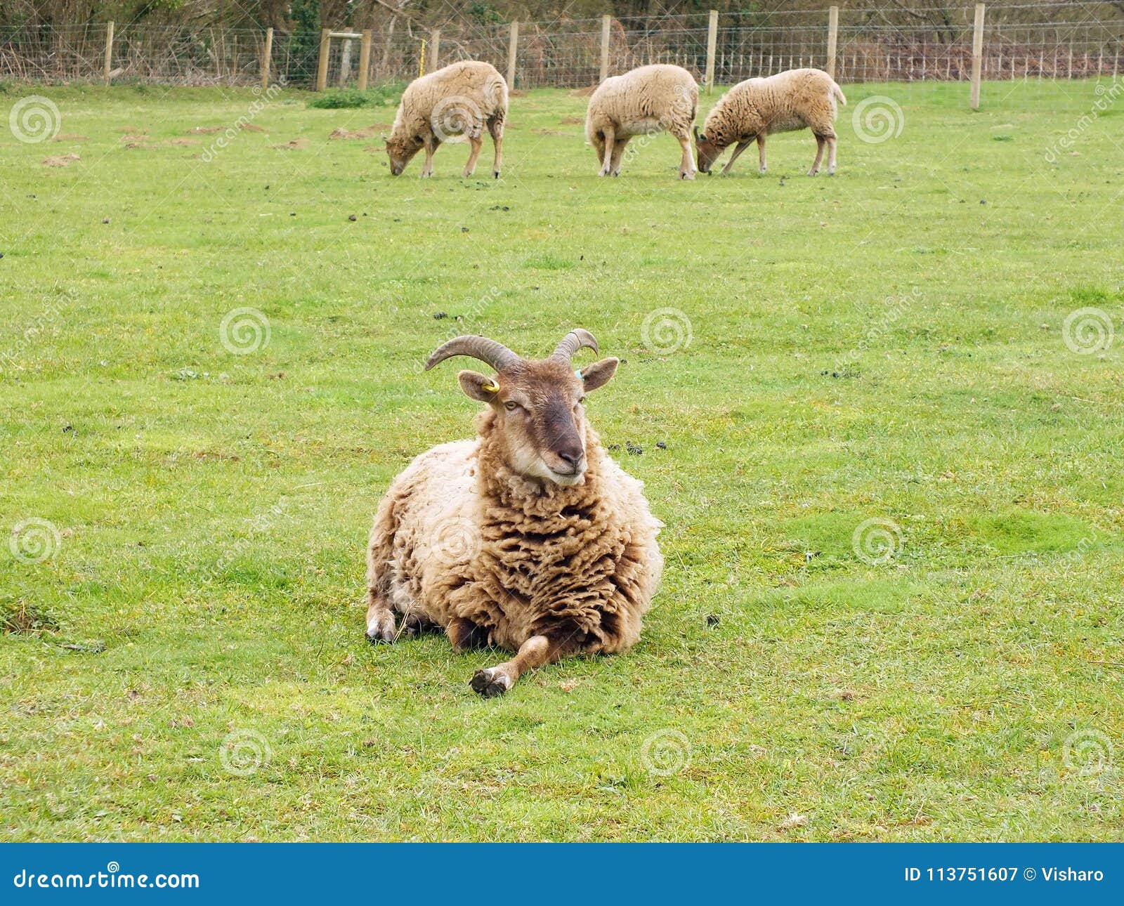 Castlemilk Moorit stock image. Image of farm, castlemilk - 113751607
