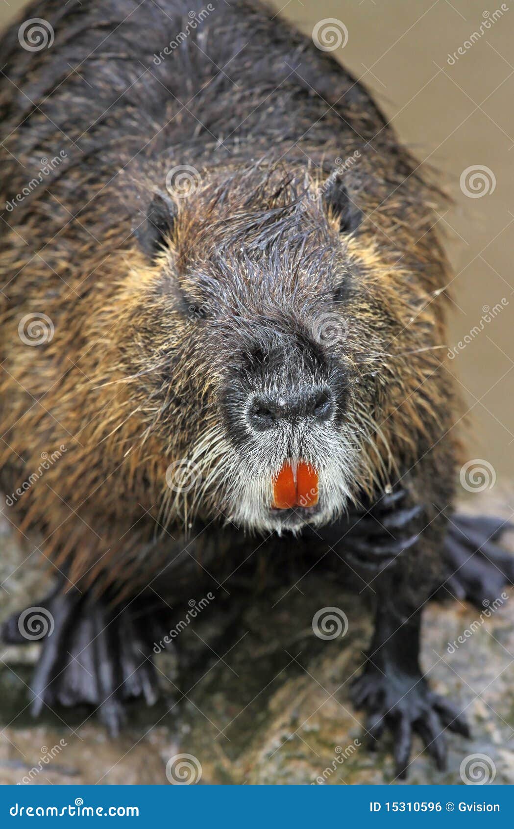 Castor foto de archivo. Imagen de grande, americano, coipo - 15310596