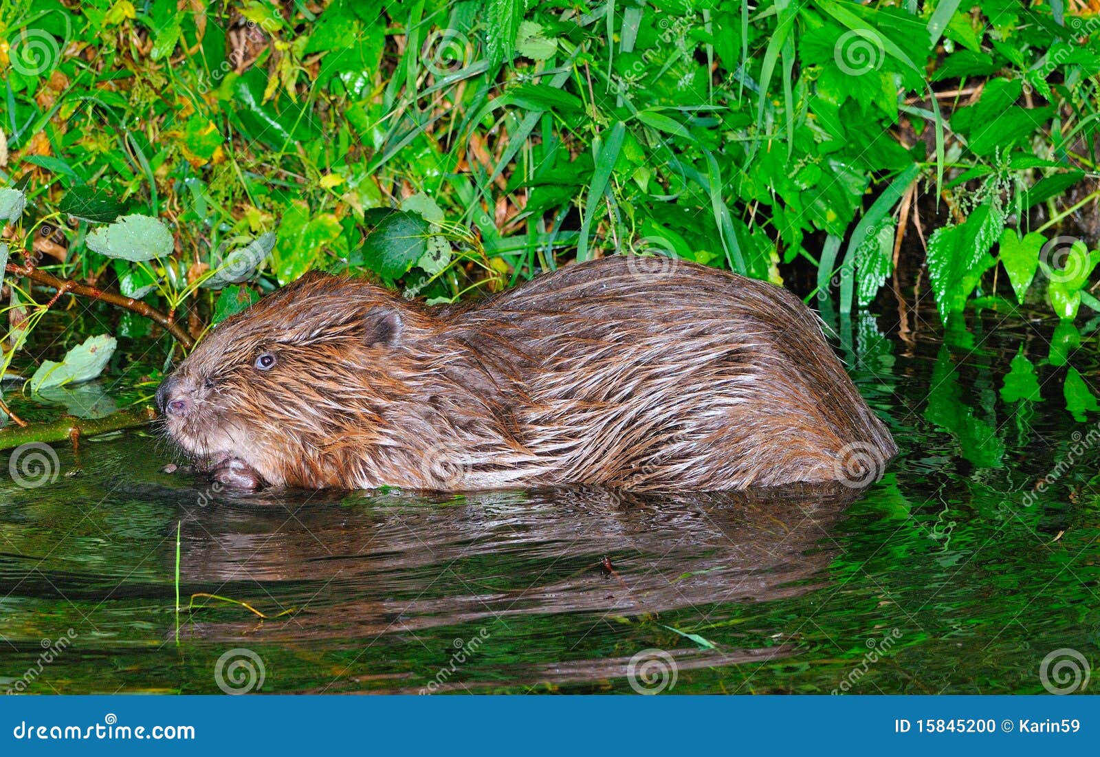 Castor foto de stock. Imagem de pino, fibra, saxonia - 15845200