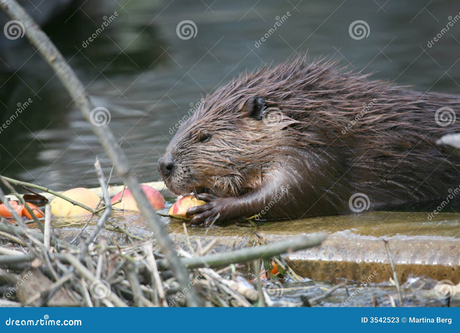 Castor imagem de stock. Imagem de canela, alimento, carpinteiro - 3542523