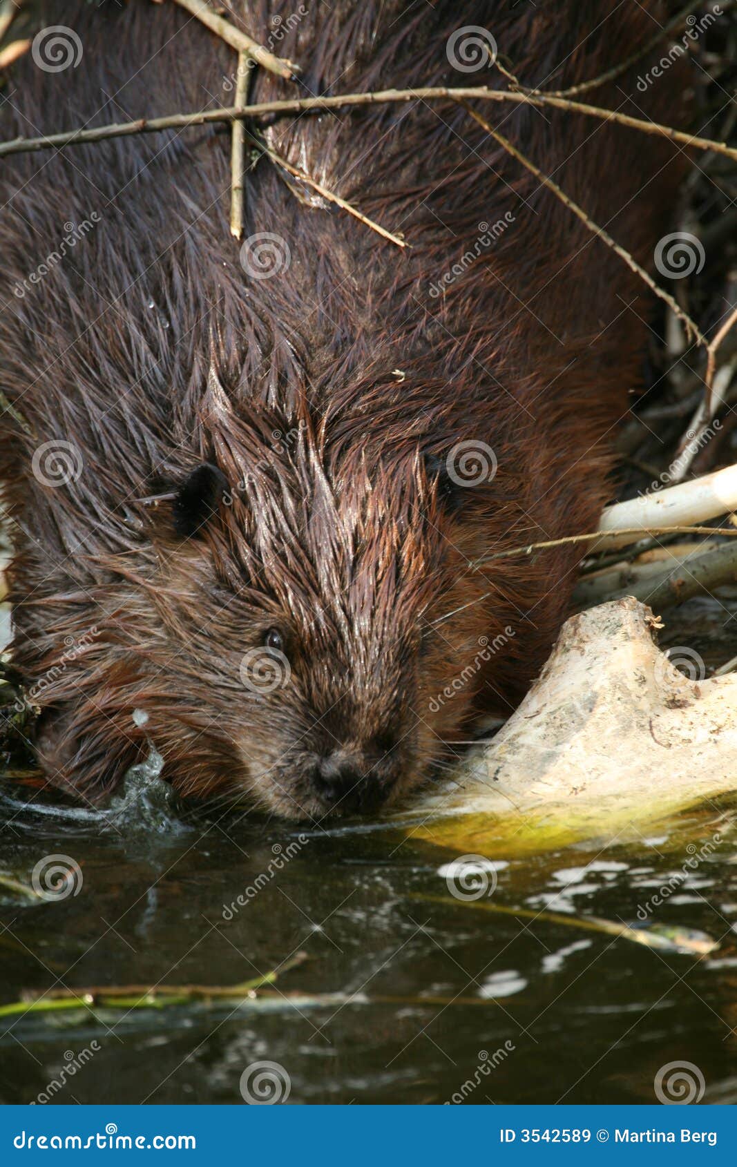 Castor imagen de archivo. Imagen de cola, castores, piel - 3542589