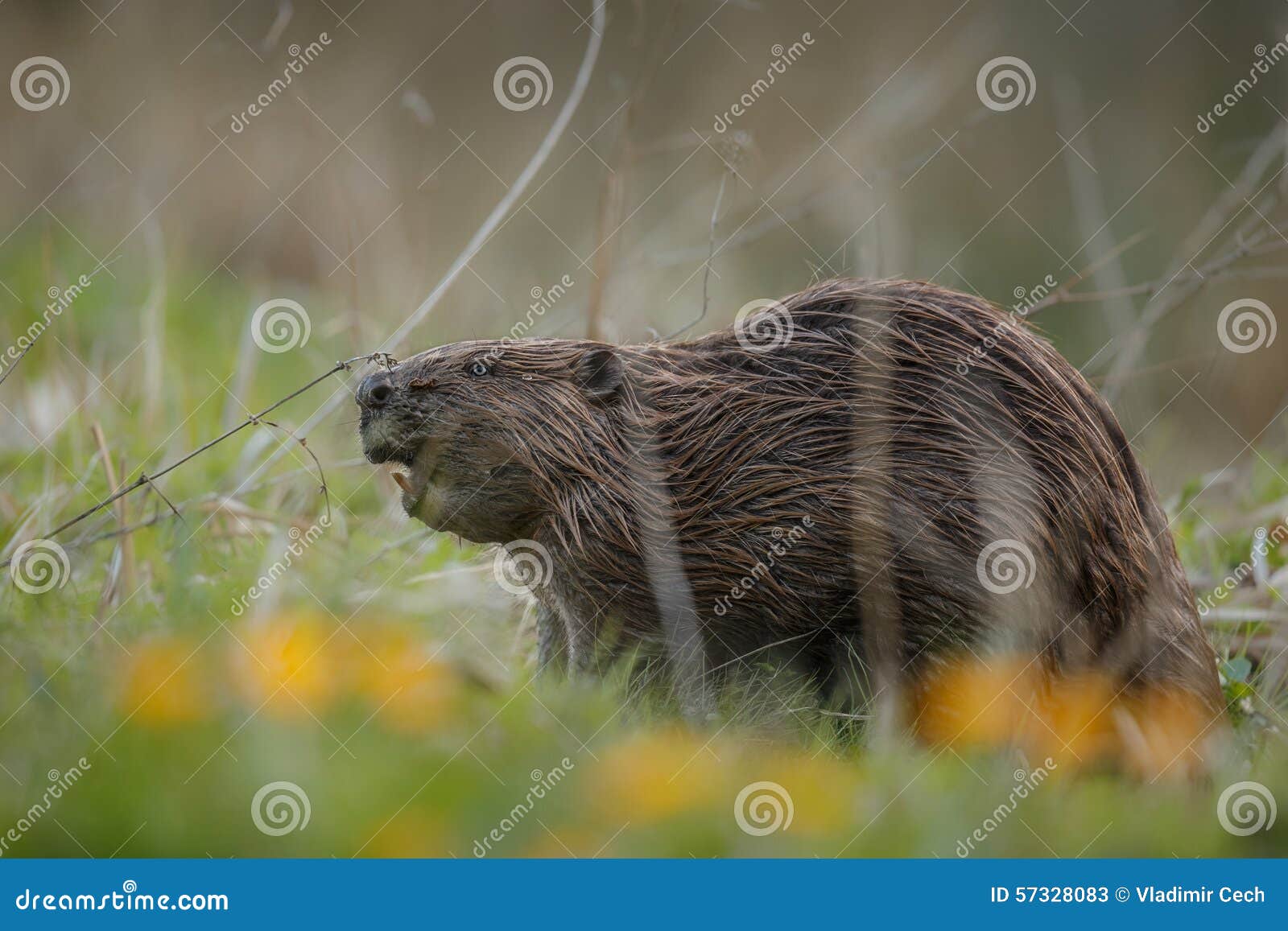 Castor image stock. Image of fleuve, arrière, manger - 57328083