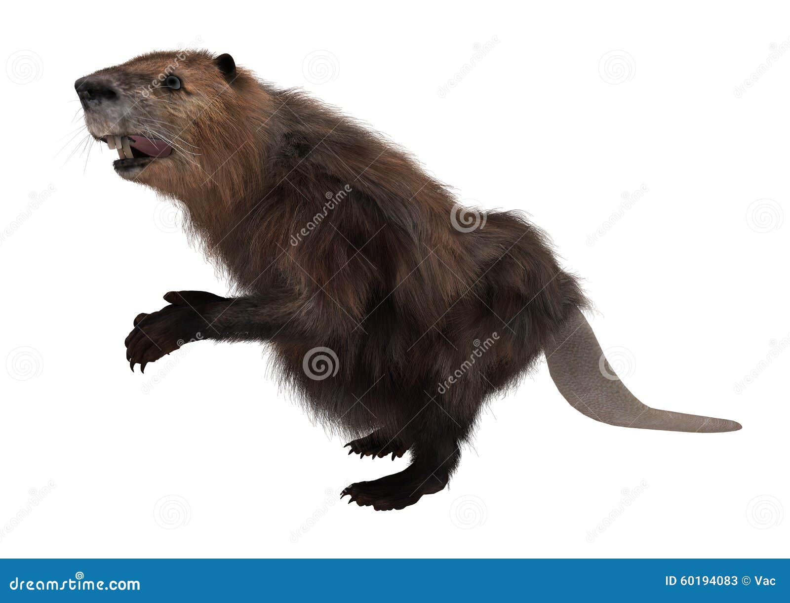 Castor imagen de archivo. Imagen de america, piel, salvaje - 60194083