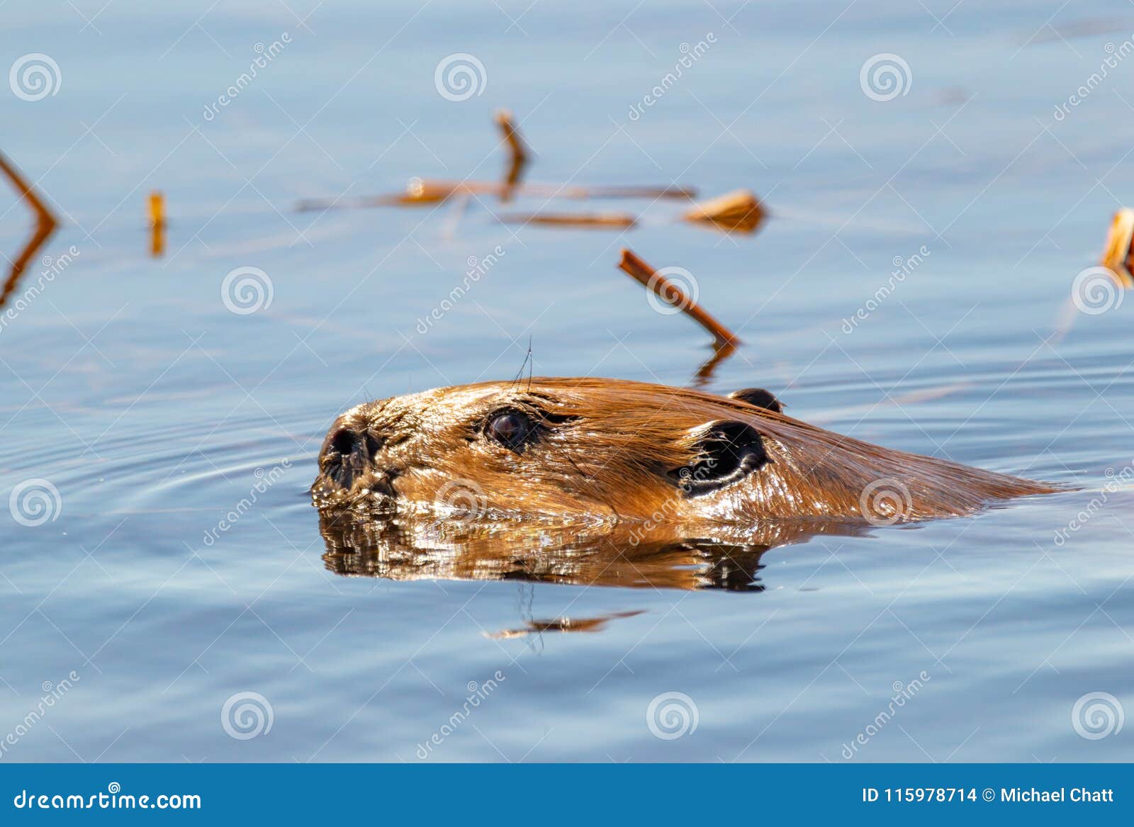 Castor americano foto de archivo. Imagen de america - 115978714