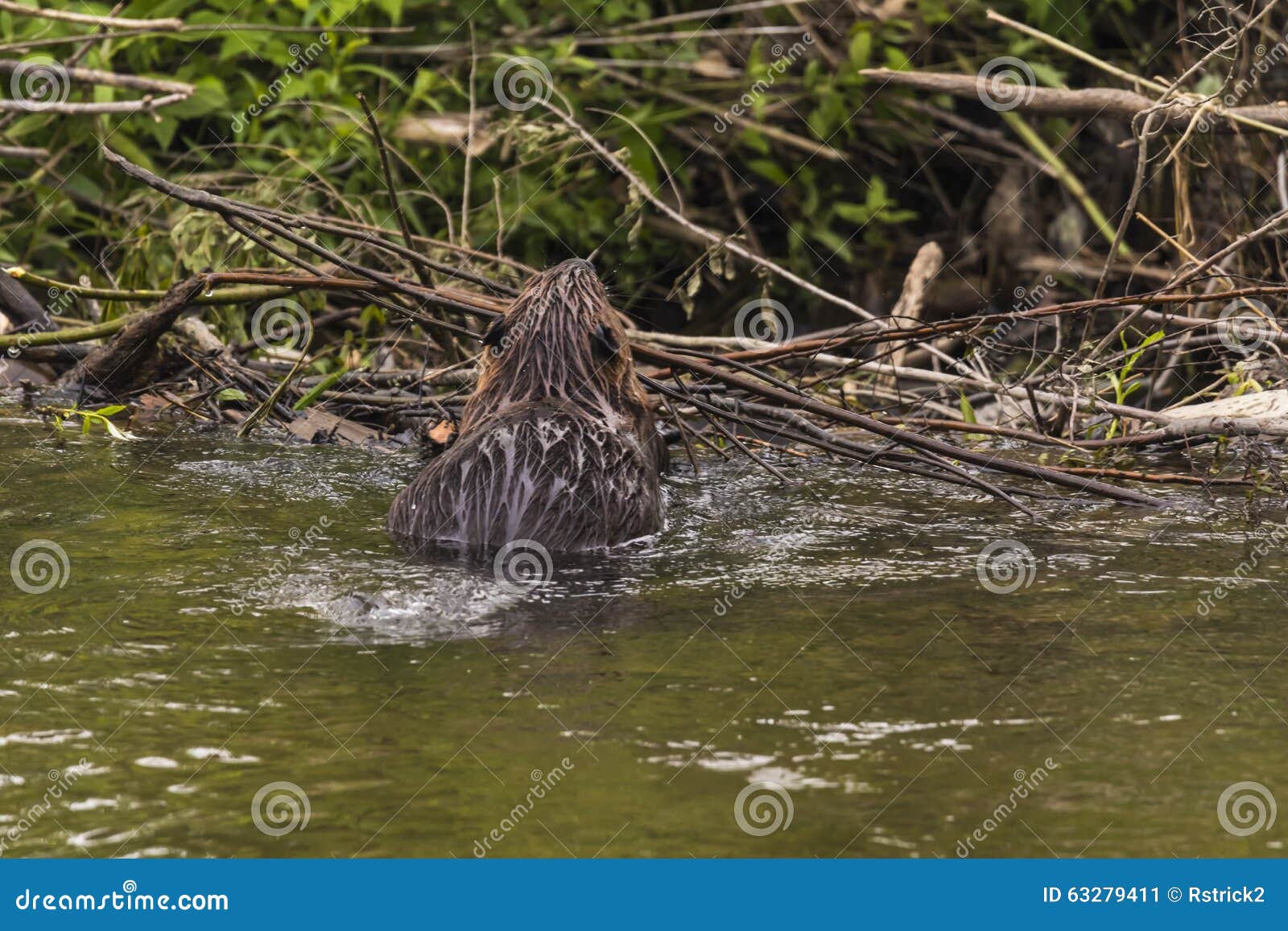 Castor americano imagen de archivo. Imagen de ecosistema - 63279411