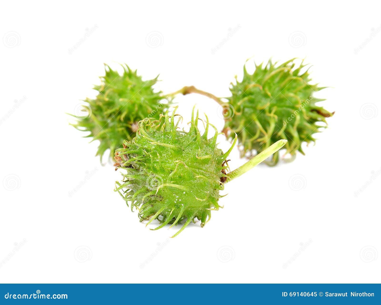 Castor Bean, Castor Oil Plant on White Background. Stock Image - Image ...