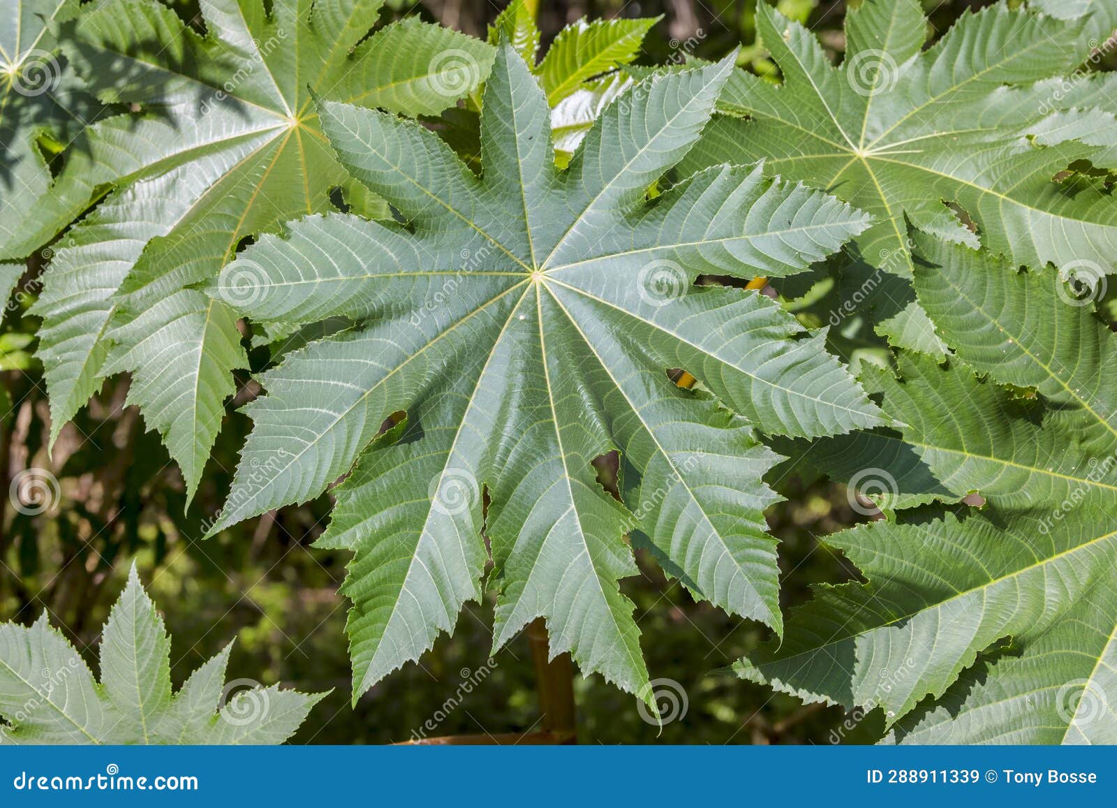 Castor Bean Leaf stock image. Image of background, ecology - 288911339
