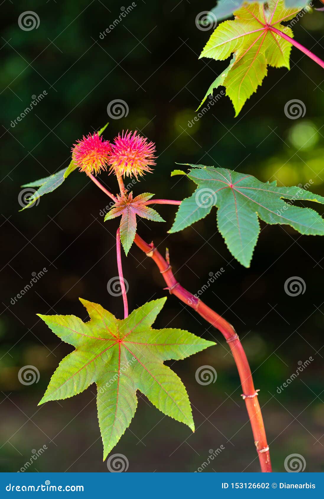 Castor Bean Plant with Flower Stock Photo - Image of alternative, leaf ...