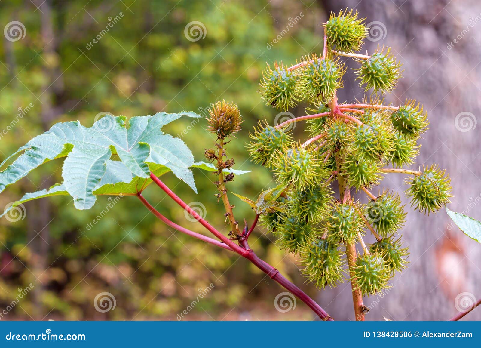 Castor bean plant stock photo. Image of flora, bean - 138428506