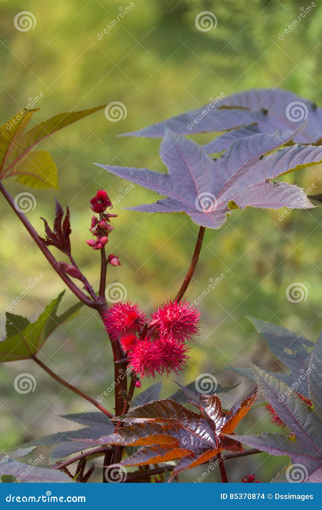 Castor Bean Plant stock photo. Image of agriculture, medical - 85370874