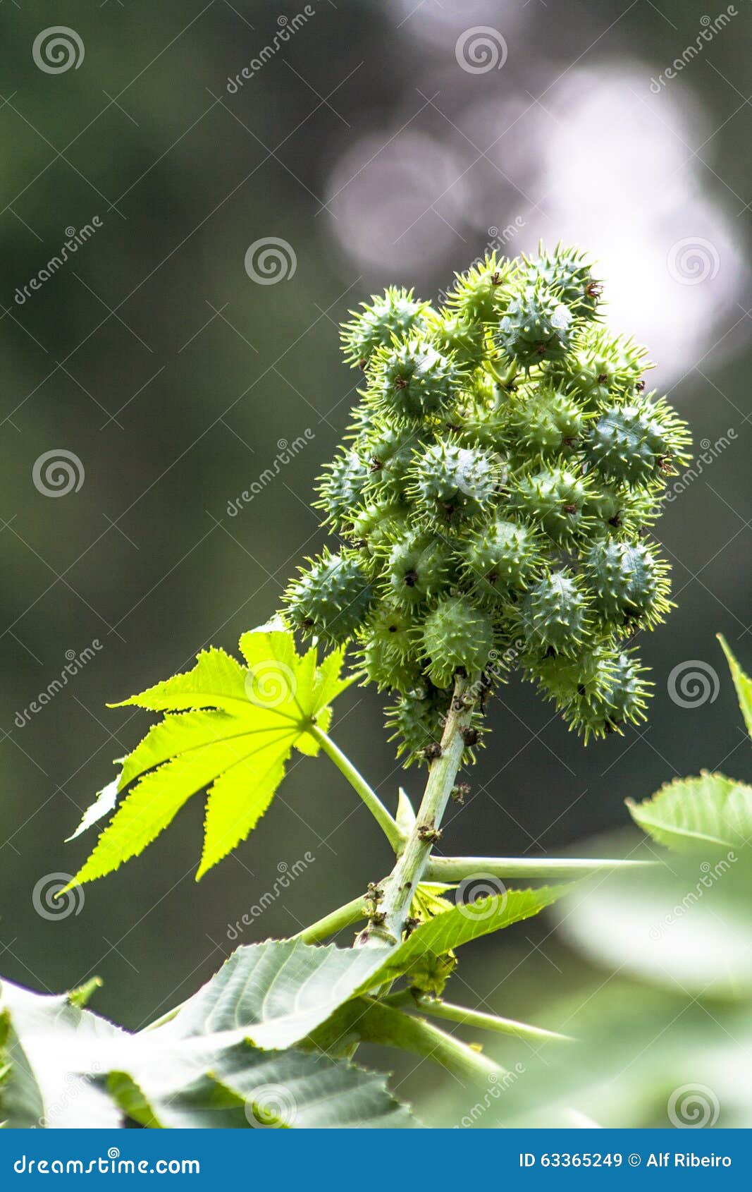 Castor bean stock image. Image of friendly, growing, mamona - 63365249