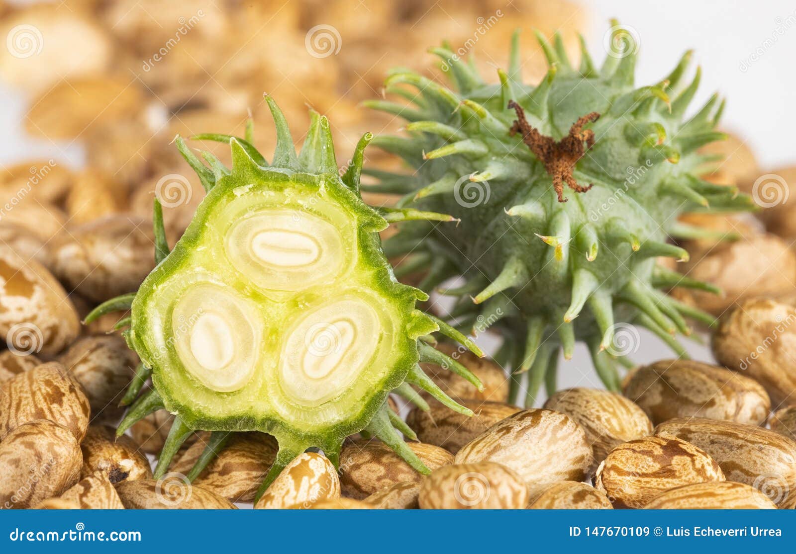 Castor Bean Plants - Ricinus Communis Stock Image - Image of leaf ...