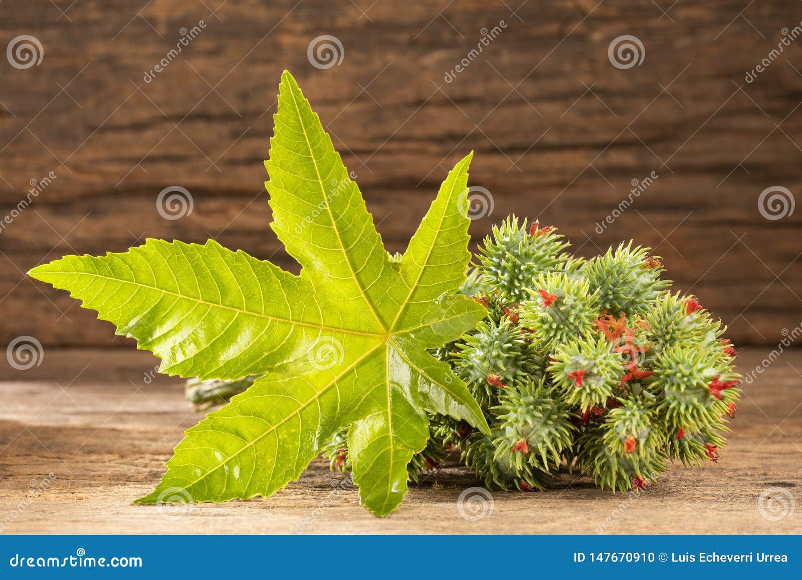 Castor Bean Plants - Ricinus Communis Stock Photo - Image of houseplant ...