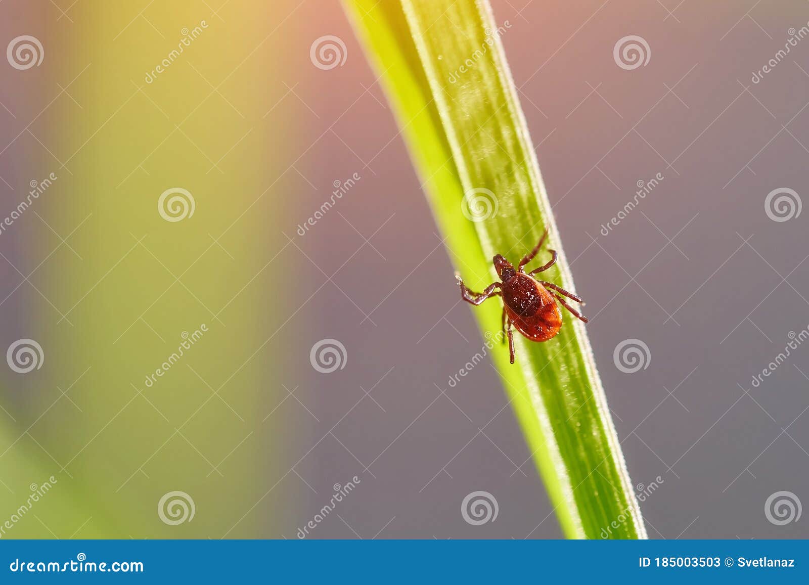 The Castor Bean Tick , Ixodes Ricinus Stock Image - Image of ...