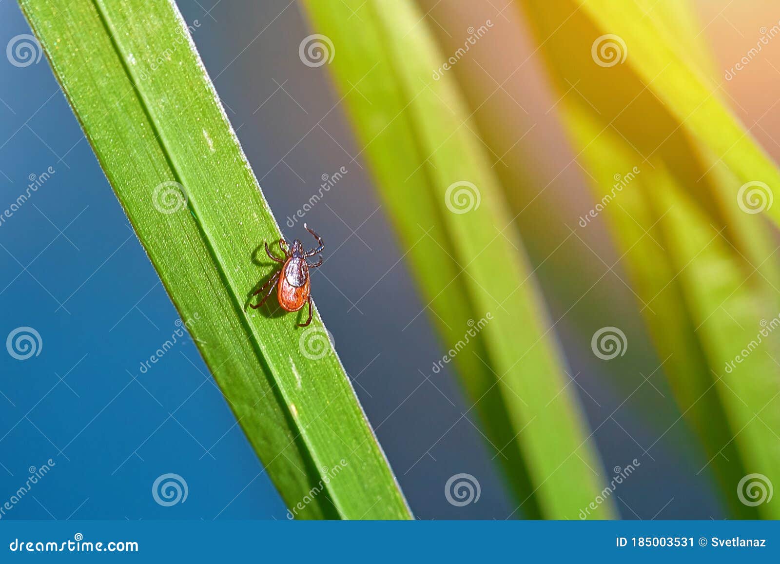 The Castor Bean Tick - Ixodes Ricinus Stock Image - Image of extreme ...