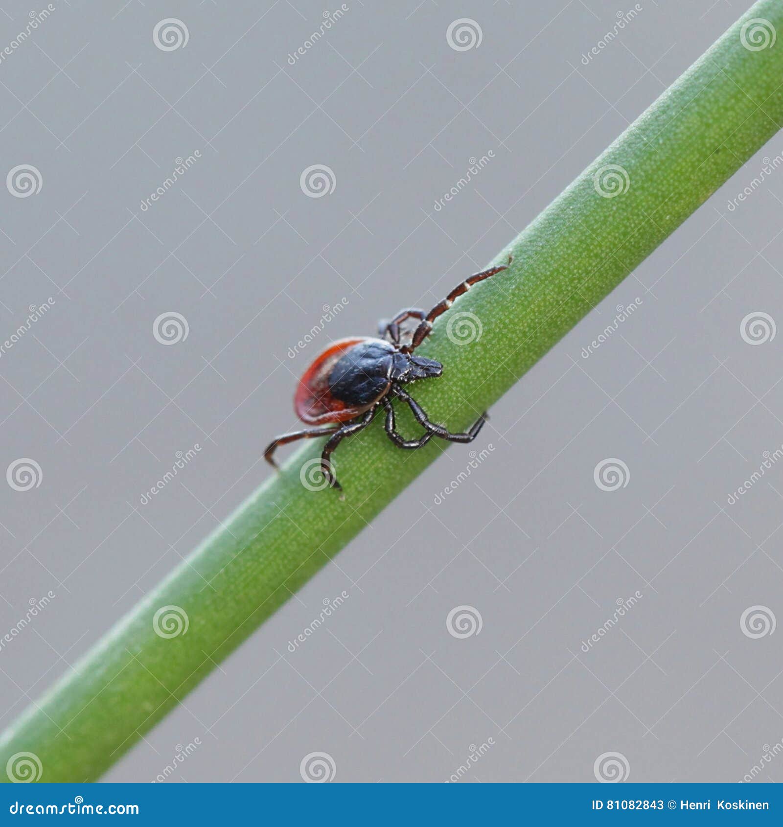 Castor Bean Tick, Ixodes Ricinus Stock Image - Image of transmitting ...