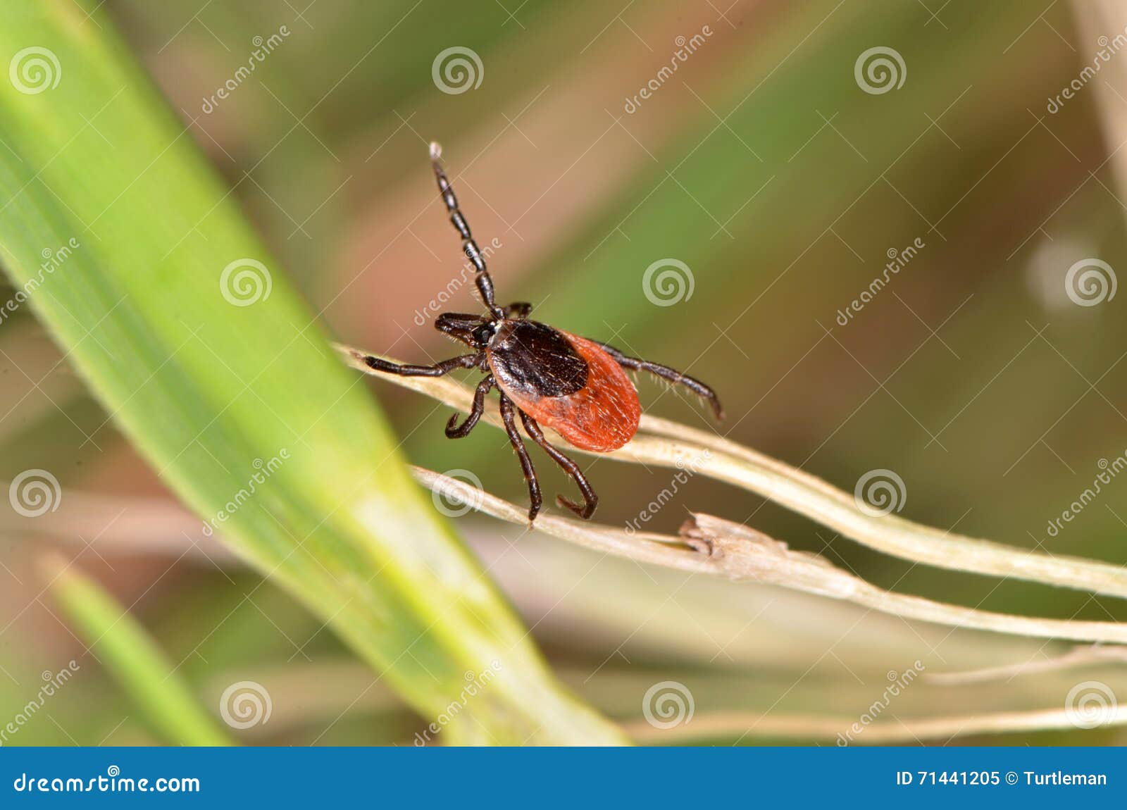 The Castor Bean Tick (Ixodes Ricinus) Stock Image - Image of ixodes ...