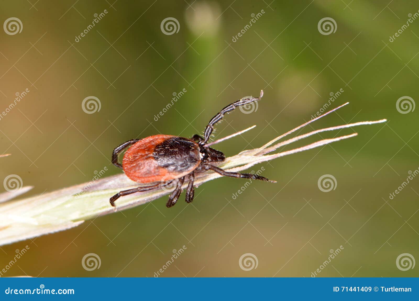 The Castor Bean Tick (Ixodes Ricinus) Stock Image - Image of lyme ...