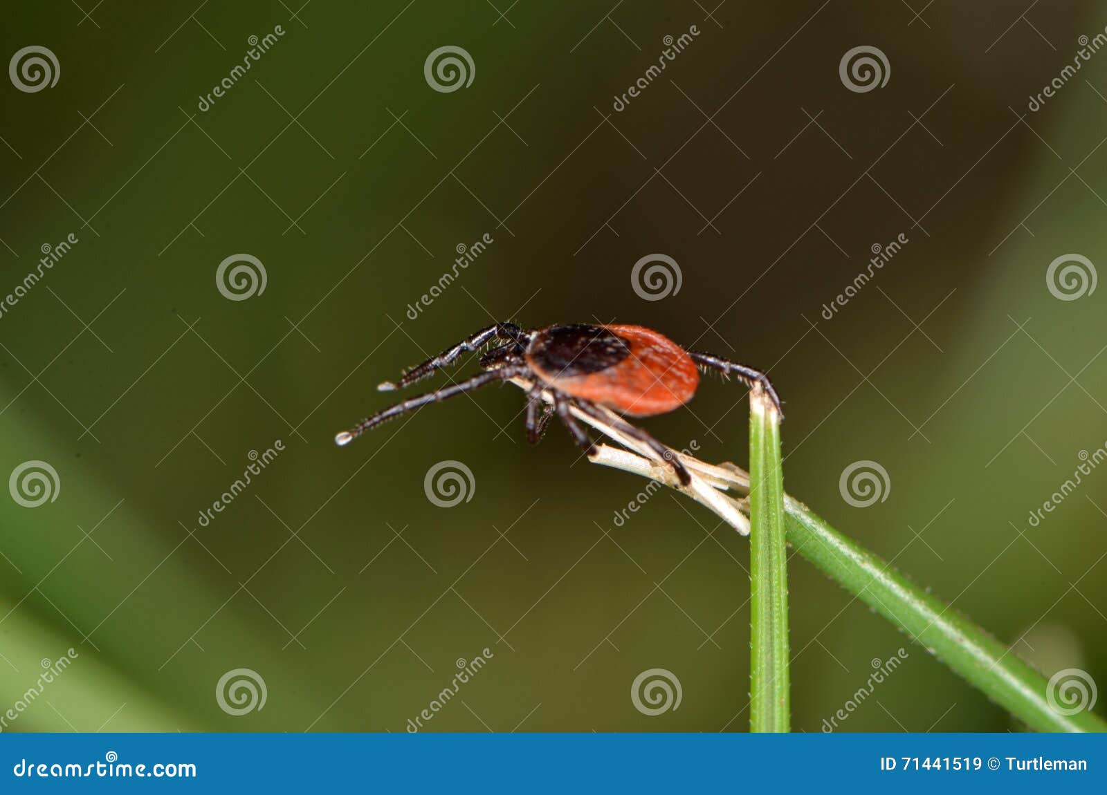 The Castor Bean Tick (Ixodes Ricinus) Stock Image - Image of leaf ...