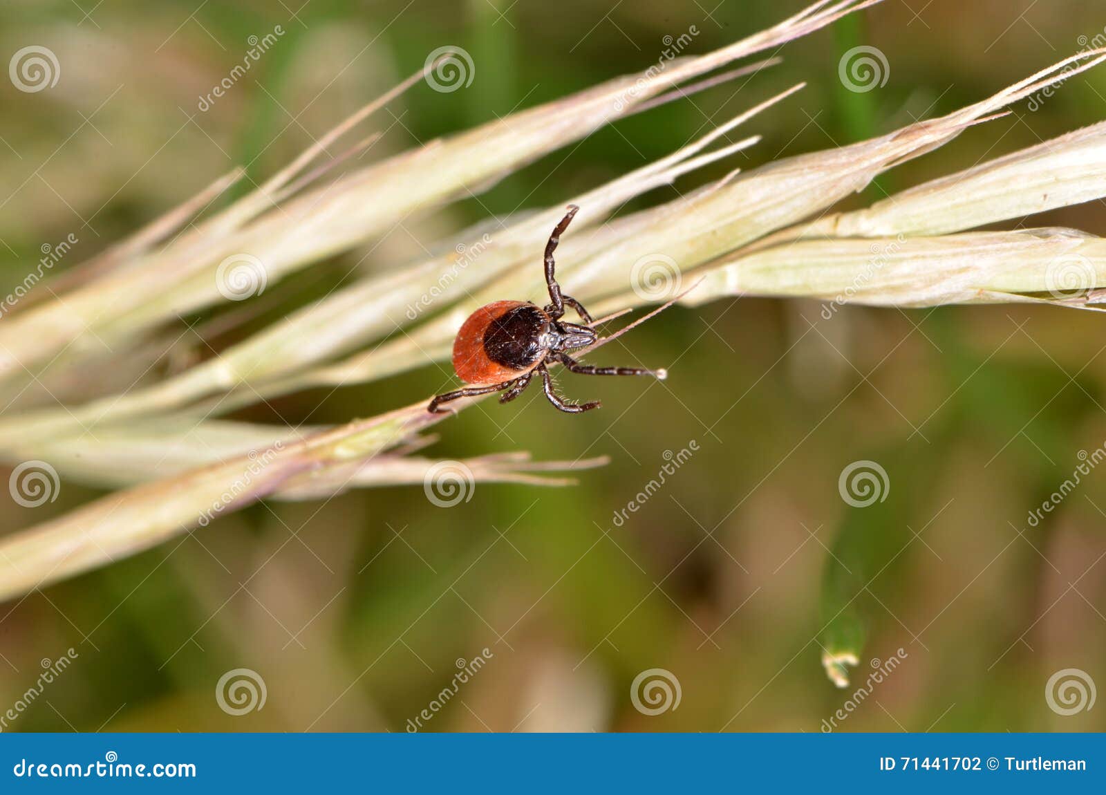 The Castor Bean Tick (Ixodes Ricinus) Stock Photo - Image of explore ...